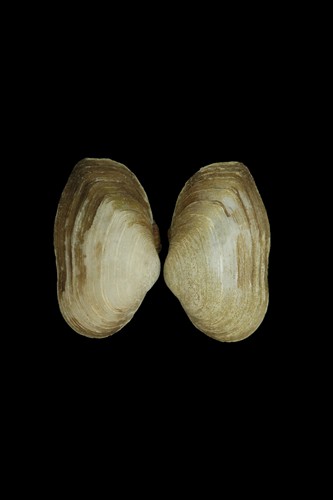 學名:Glauconome chinensis(5963952)