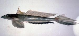 李氏斜棘 ( Repomucenus richardsonii ) | 數位文化中心典藏網