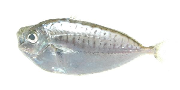 中文名:印度仰口鰏