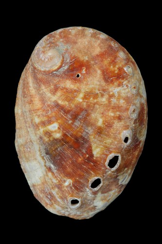 學名:Haliotis discus