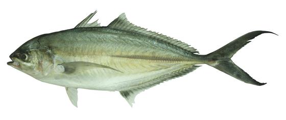 俗名（英文）:Herring scad(4194391)