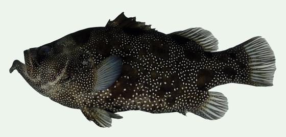 學名:Pogonoperca punctata