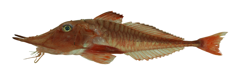 學名:Satyrichthys welchi