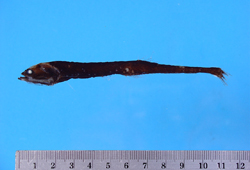 學名:Sigmops gracilis(25091)